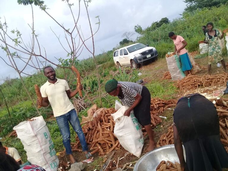 Cassava Maize Intercropping System A Livelihood Sustaining System Under Threat Eth Ambassadors