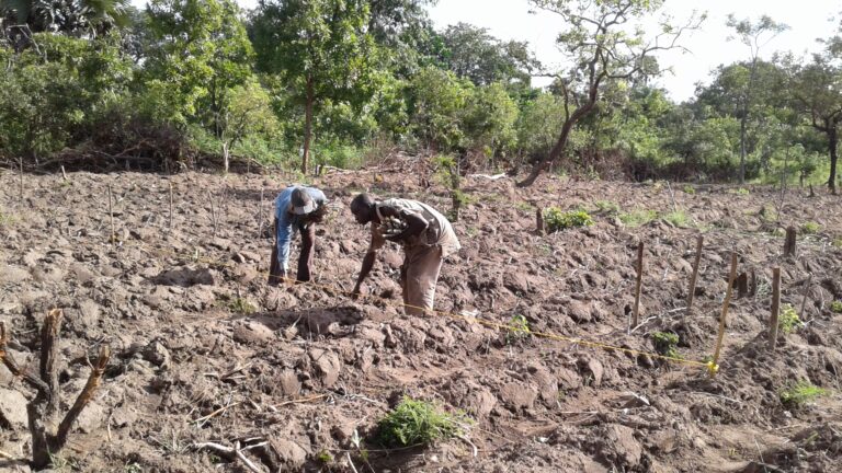 Cassava Maize Intercropping System A Livelihood Sustaining System Under Threat Eth Ambassadors